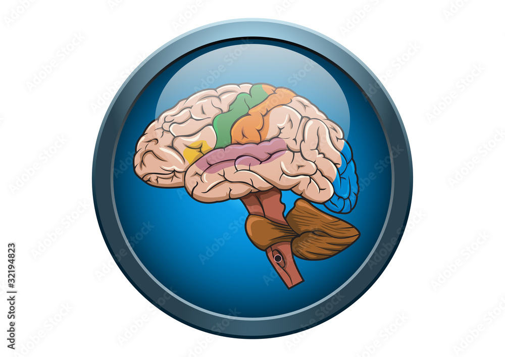 Anatomy of Human Brain Illustraion Medical Button Concept in Vec Stock ...