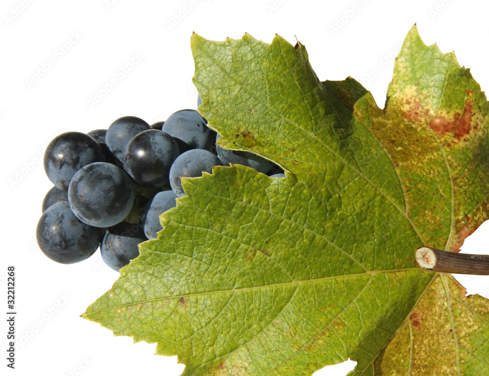 grappe de raisin et feuille de vigne Stock Photo | Adobe Stock