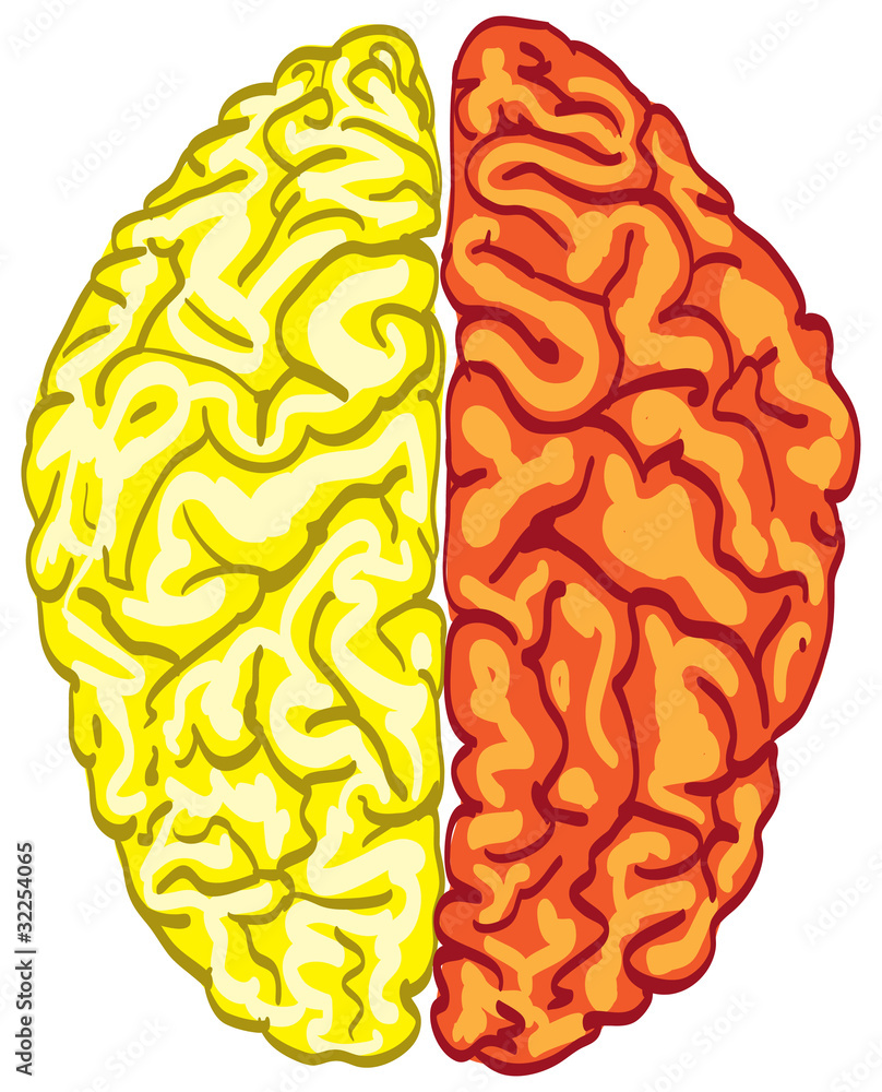 human color brain isolated - illustration Stock Illustration | Adobe Stock