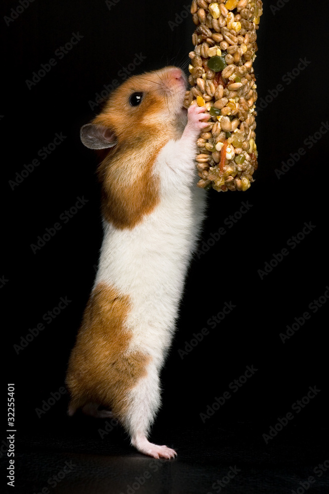 Female hamster reaching for food over black background. Stock Photo ...