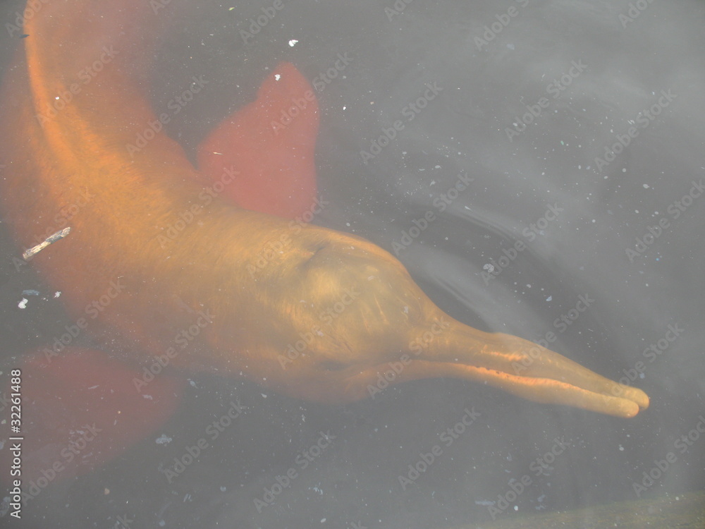 Amazonasdelfin (Inia geoffrensis) Iniidae Familie. Novo Airao, Amazonas ...