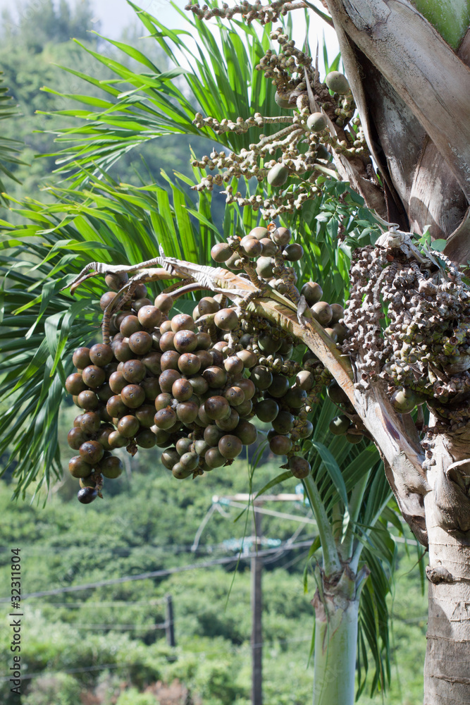fruits comestibles du Latania lontaroides, Latanier rouge Stock Photo ...