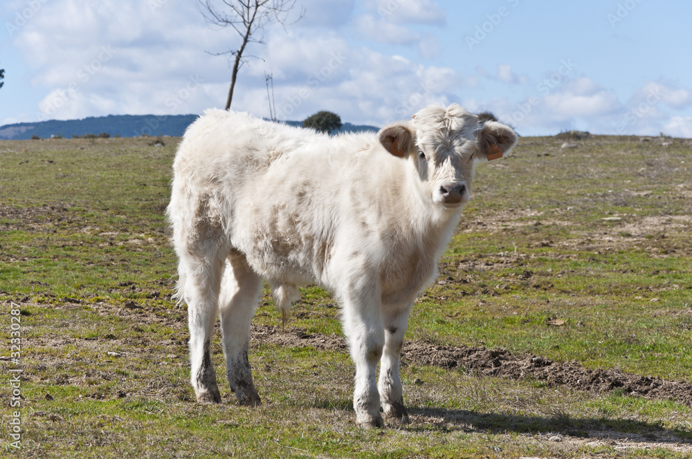 Chotos en la Sierra de Guadarrama, España foto de Stock | Adobe Stock