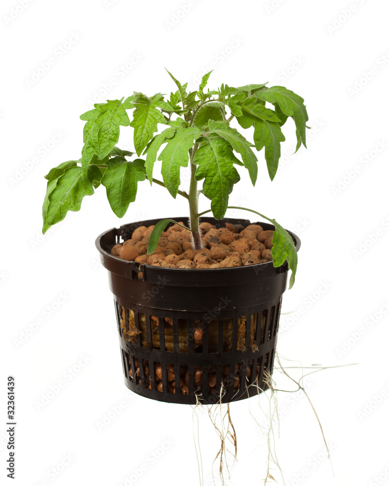 Tomato Plant With Roots