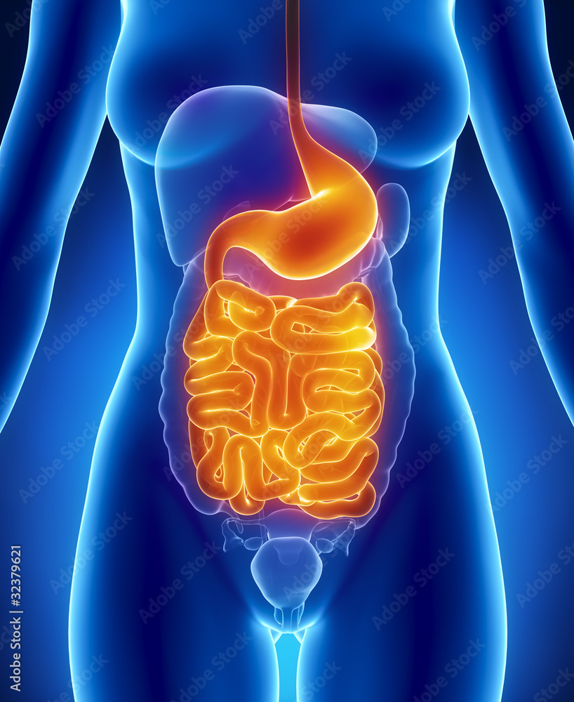 Female GUTS and STOMACH anatomy anterior x-ray view Stock Illustration ...