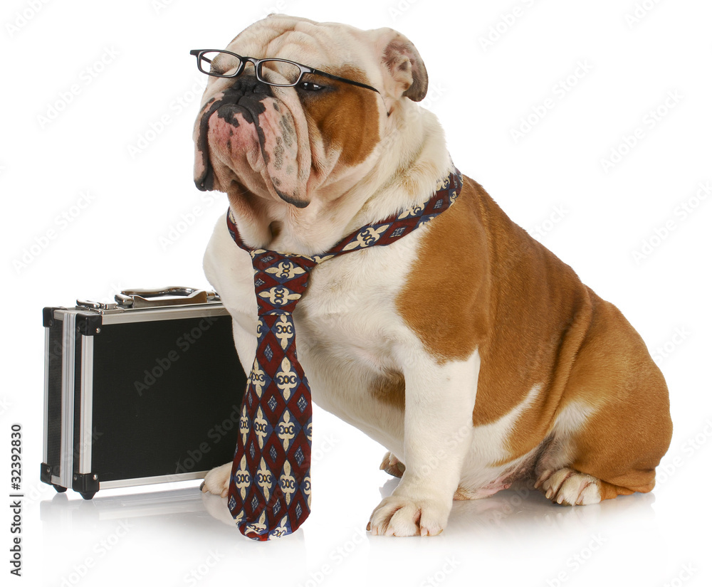 business dog Stock Photo | Adobe Stock