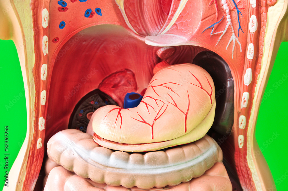 Model of the human body showing internal organs of the abdomen. Stock ...