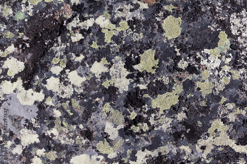 Lichen on granite stone background Stock Photo | Adobe Stock