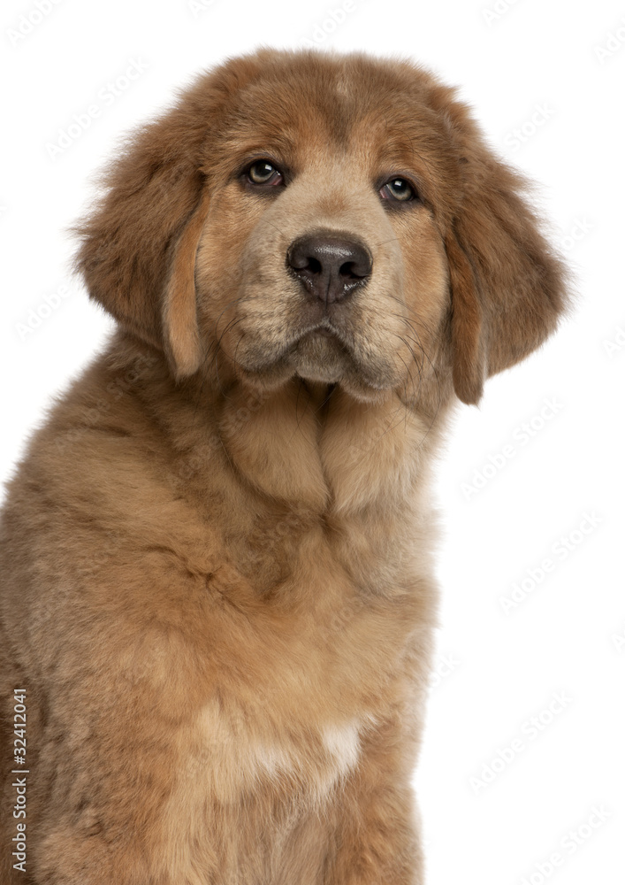 Tibetan Mastiff Golden Retriever Mix