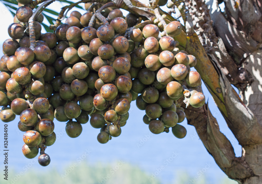 fruits comestibles du Latania lontaroides, Latanier Bourbon Stock Photo ...