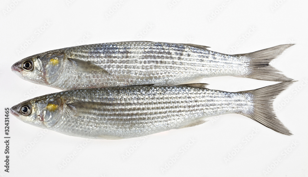 White Mullet