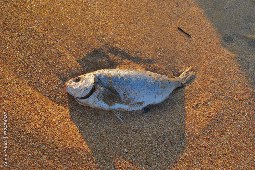 Pesce morto sulla spiaggia in Portogallo, la moria di pesce fa scattare ...