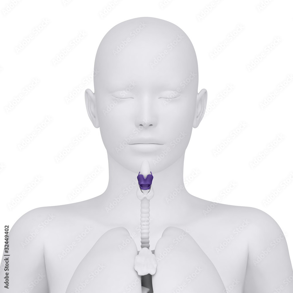 Female larynx anatomy - anterior view ilustración de Stock | Adobe Stock