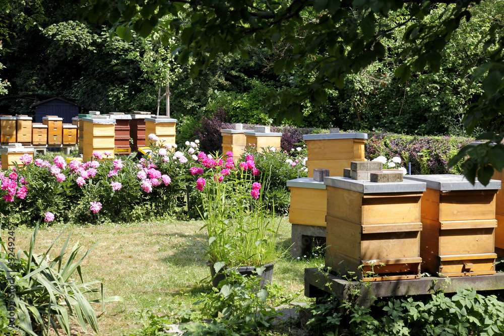 bienenstöcke im Garten Stock-Foto | Adobe Stock