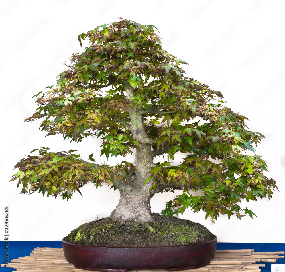 Acer palmatum als Bonsai Stock Photo | Adobe Stock