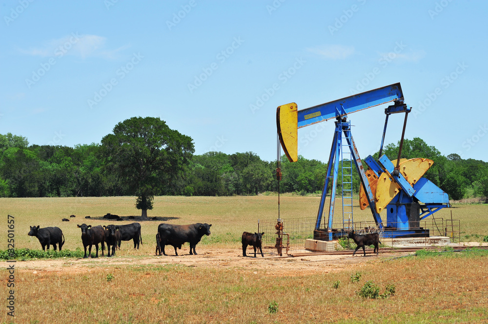 Oil Well Pumper and Brahma Cattle in West Texas. Stock Photo | Adobe Stock