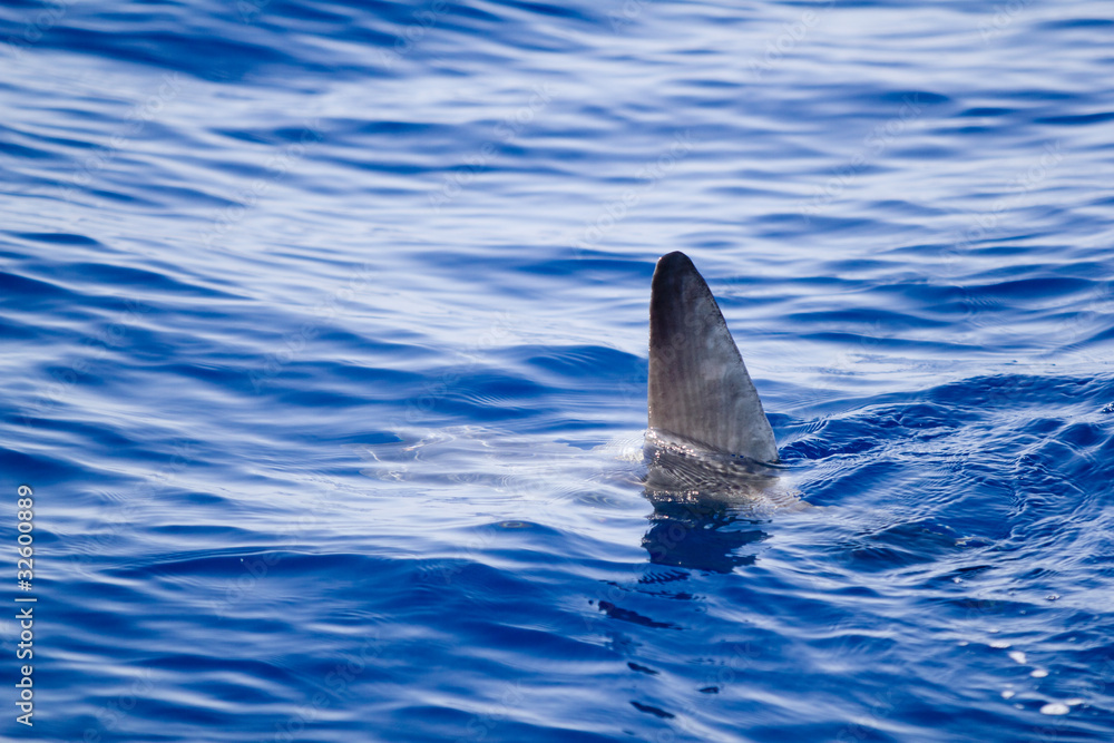 sunfish fin coming out water as a shark metaphor Stock Photo | Adobe Stock sunfish fin coming out water as a shark metaphor Stock Photo | Adobe Stock
