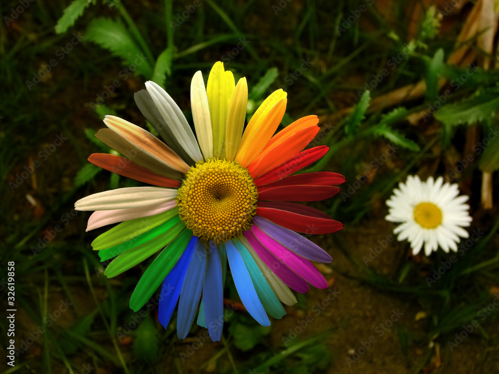 Colorful daisy Stock Photo | Adobe Stock