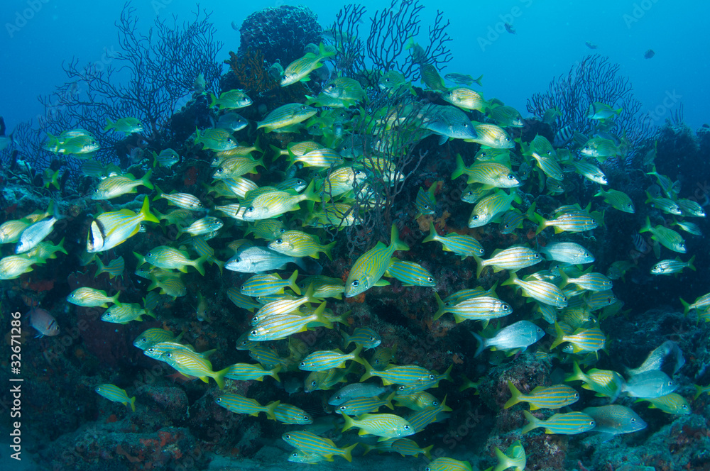 An aggregation of five different species of grunts. Stock Photo | Adobe ...