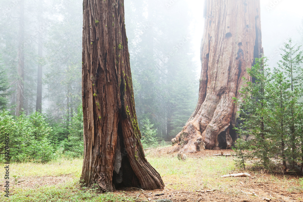 Seqouya Stock Photo | Adobe Stock