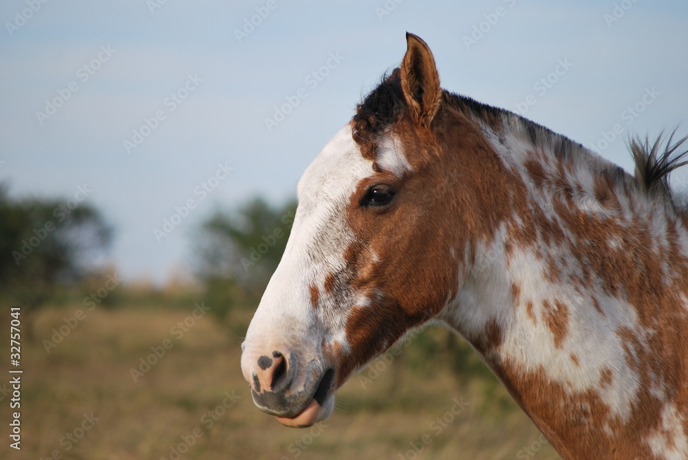 Manchado Horse