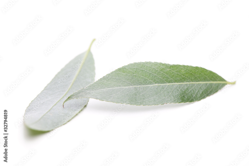 Silber-Weide (Salix alba) Blätter auf weißem Hintergrund Stock-Foto ...