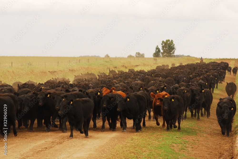 animales de granja, angus aberdeen, vacas, terneros, toros, carne ...