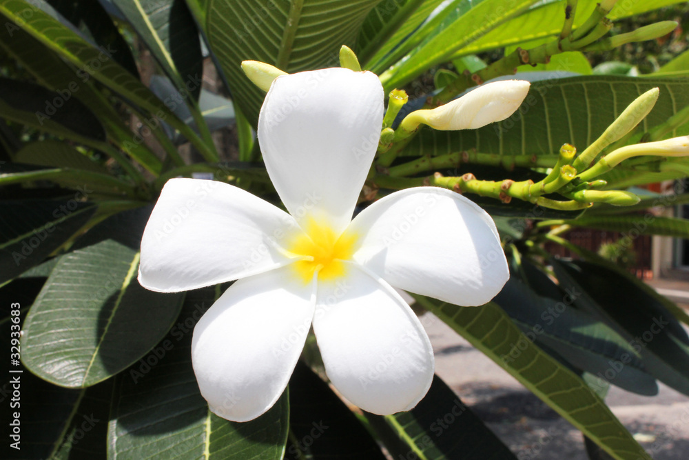 White Champa flower in Bangkok, Thailand. Stock Photo | Adobe Stock