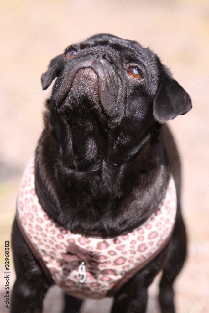 Schwarzer Mops Stock-Foto | Adobe Stock