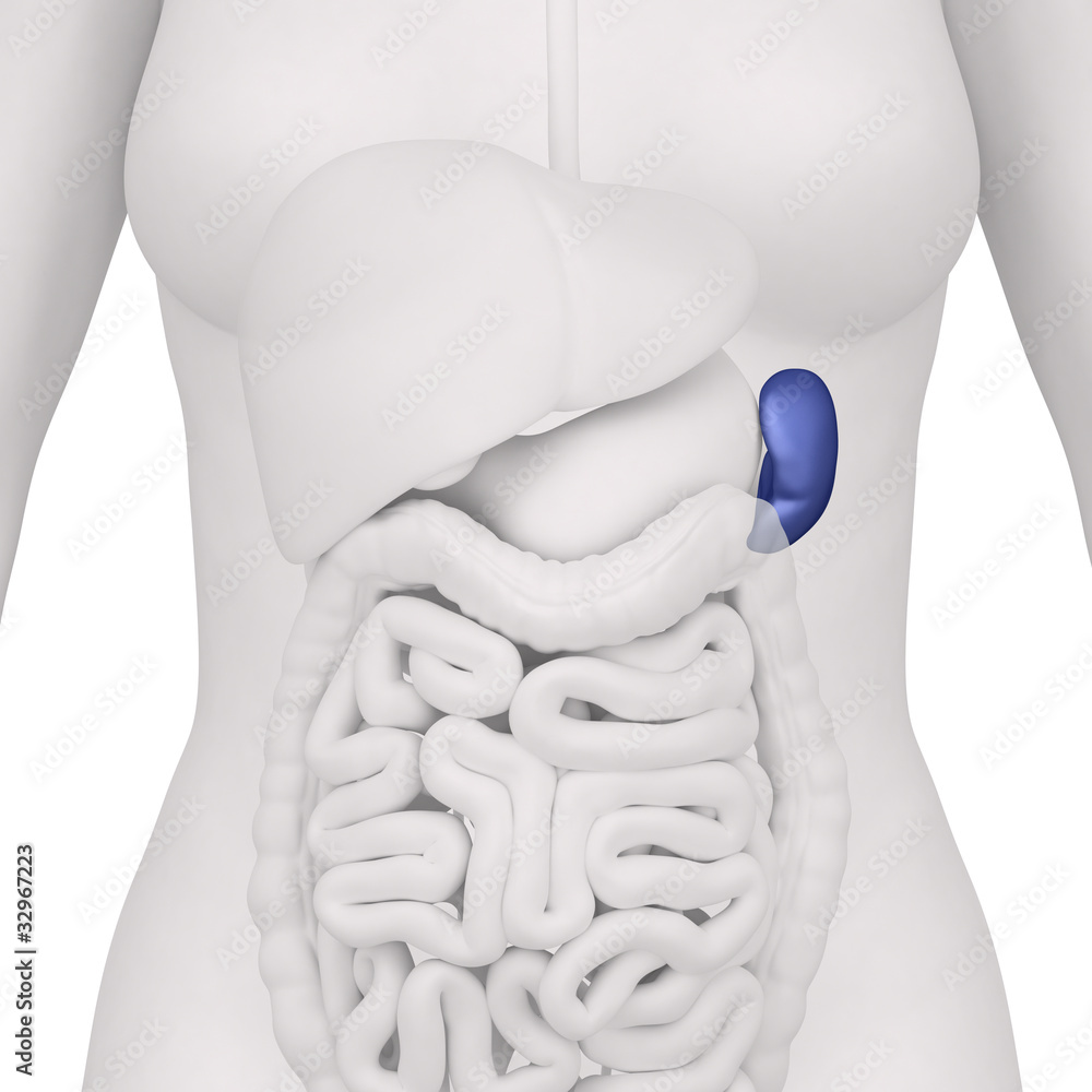 Female spleen and abdominal organs - anterior view Stock Illustration ...