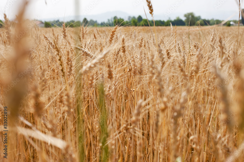 Campo di grano Stock Photo | Adobe Stock