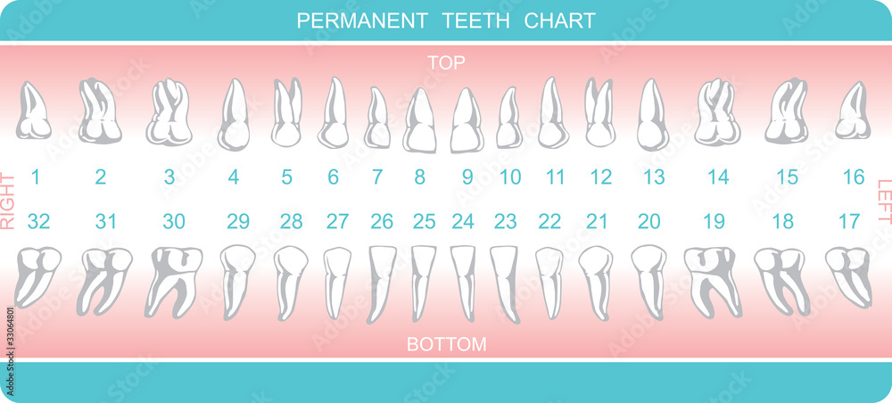 dental chart Stock Vector | Adobe Stock