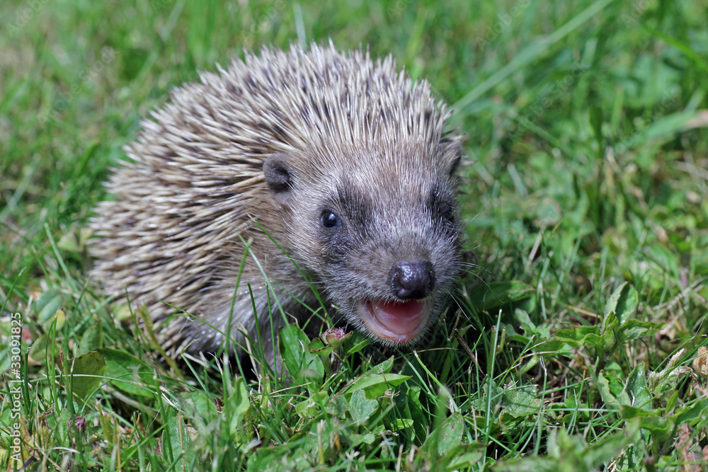 junger Igel Stock Photo | Adobe Stock
