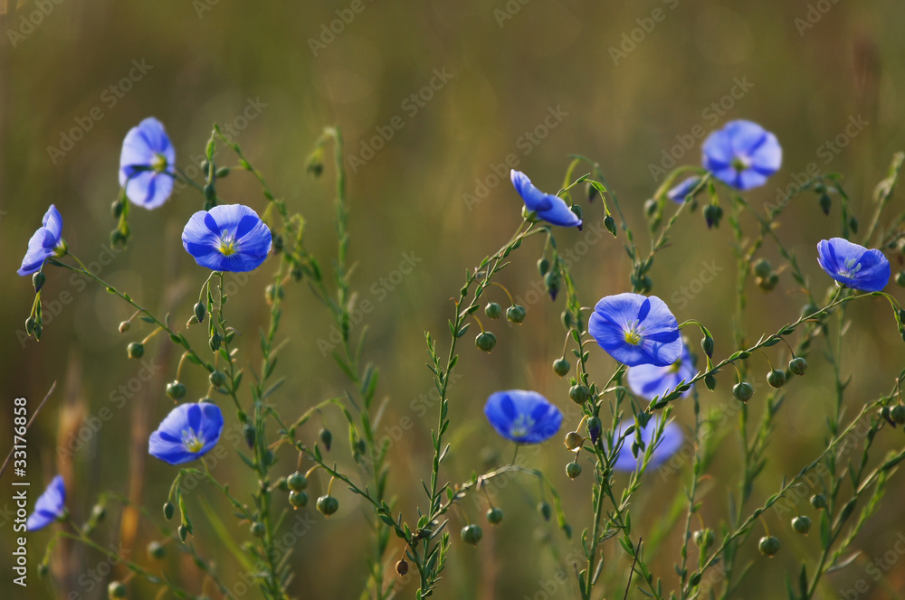 fleur de lin Stock Photo | Adobe Stock