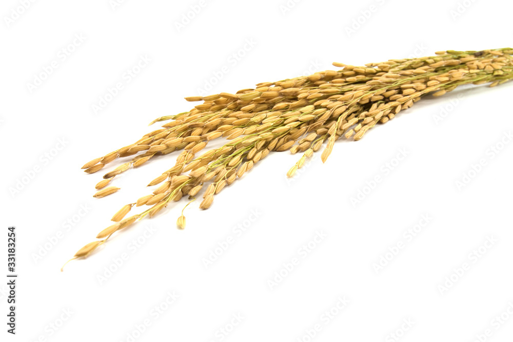 rice Stock Photo | Adobe Stock