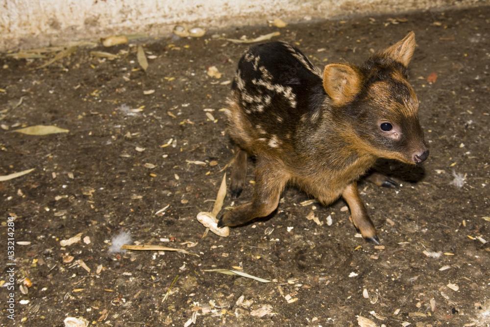 Baby Pudu