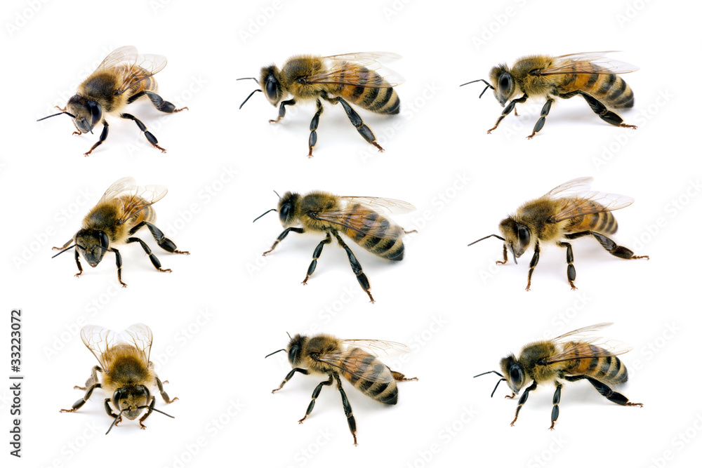 Bee, Apis mellifera, European or Western honey bee, various view Stock ...