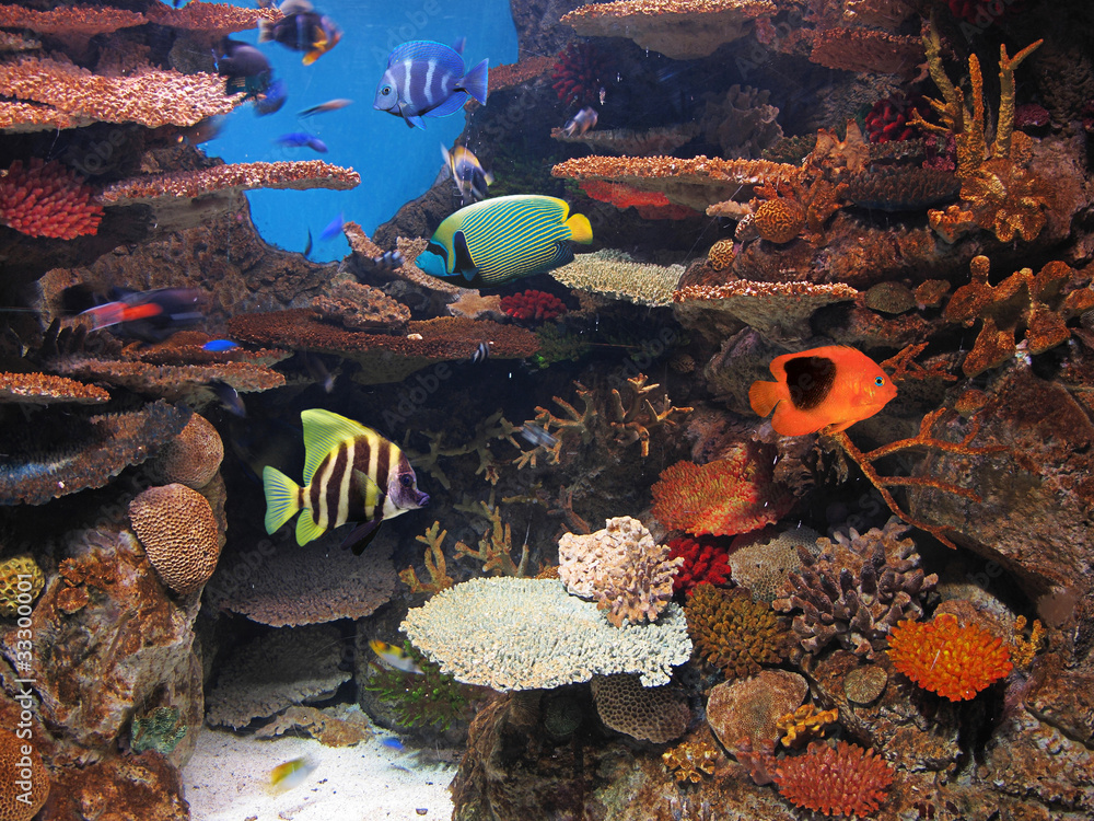acuario Stock Photo | Adobe Stock