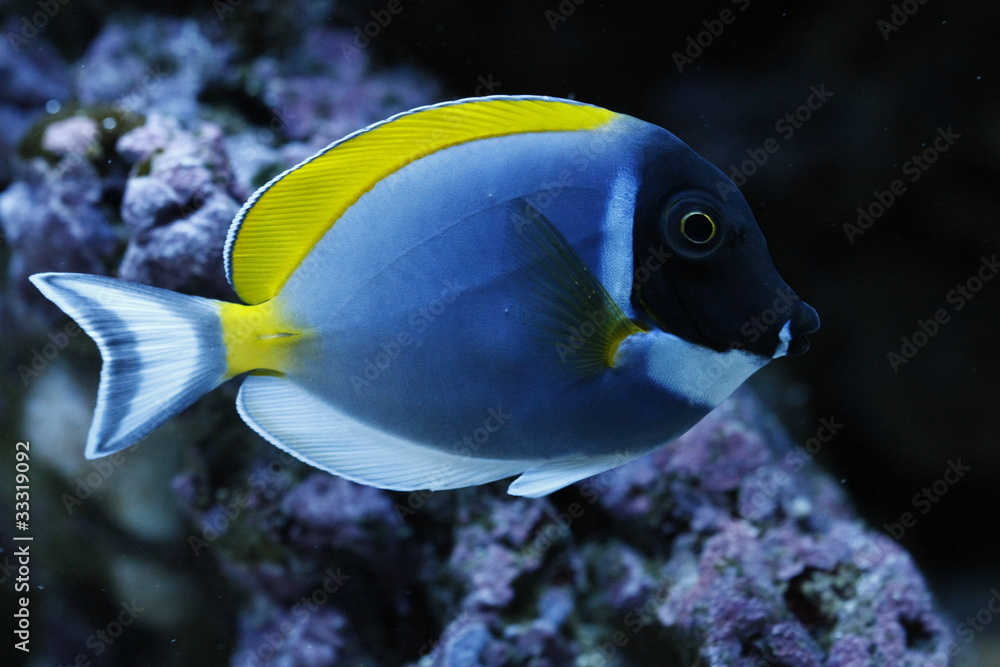 Pez azul acuario Stock Photo | Adobe Stock
