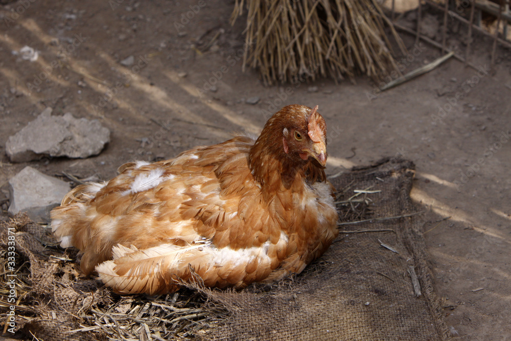 Huhn Stock Photo | Adobe Stock