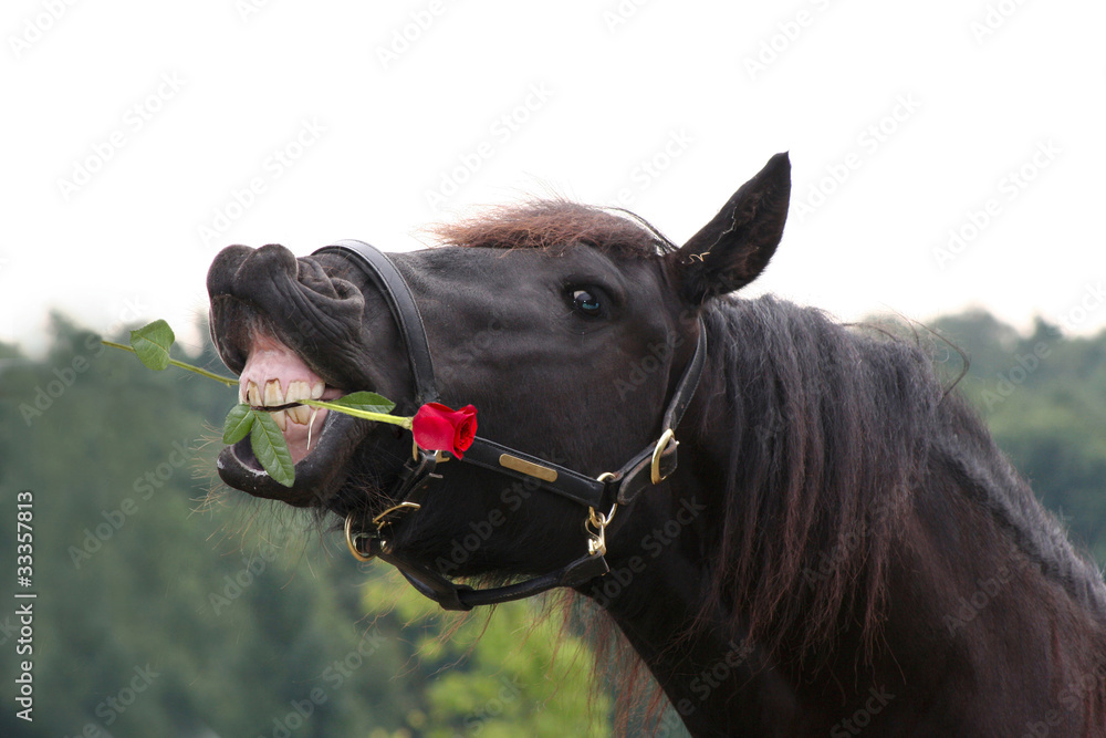 black horse with red rose in mouth Stock Photo | Adobe Stock