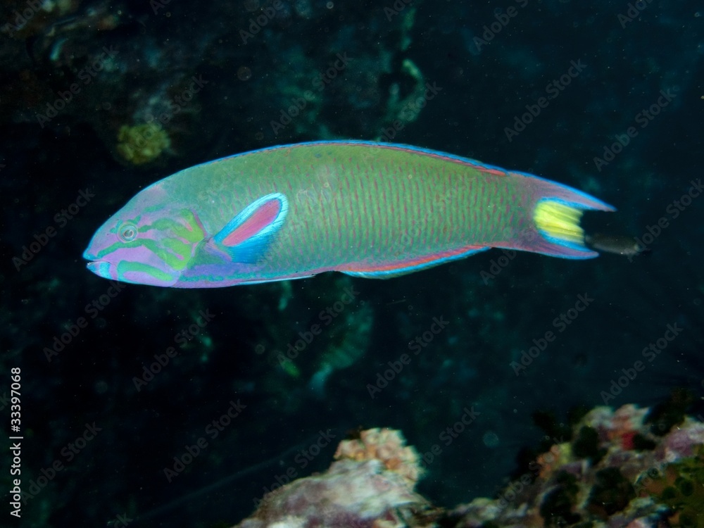 Lunare Wrasse