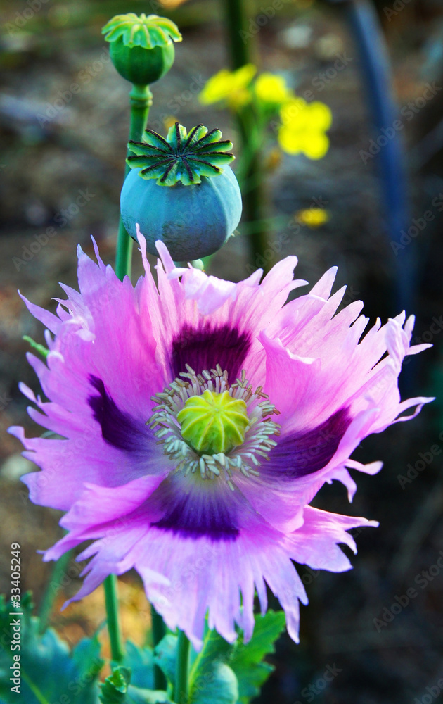 fleur d'opium Photos | Adobe Stock