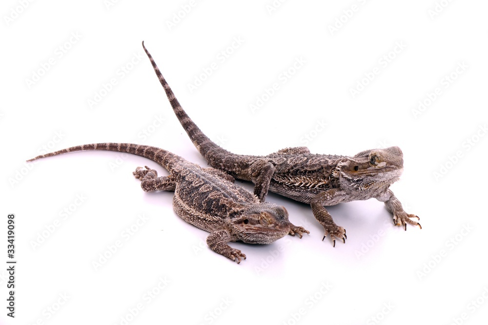 zwei Reptilien Bartagamen seitlich Stock-Foto | Adobe Stock