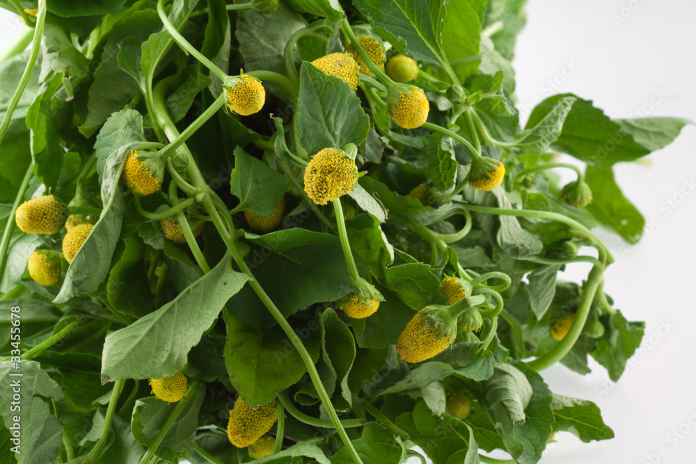 brèdes "mafane", acmella oleracea, cuisine malgache Stock-Foto | Adobe ...