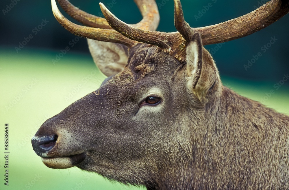 Hirsch-Portrait Stock-Foto | Adobe Stock