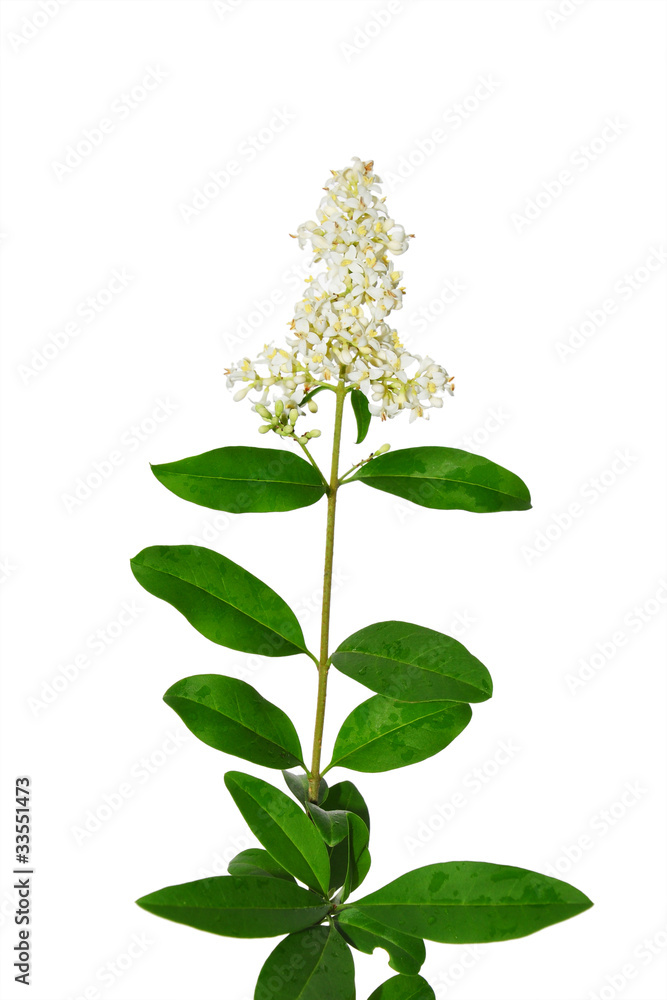 Gewöhnlicher Liguster (Ligustrum vulgare) Stock-Foto | Adobe Stock