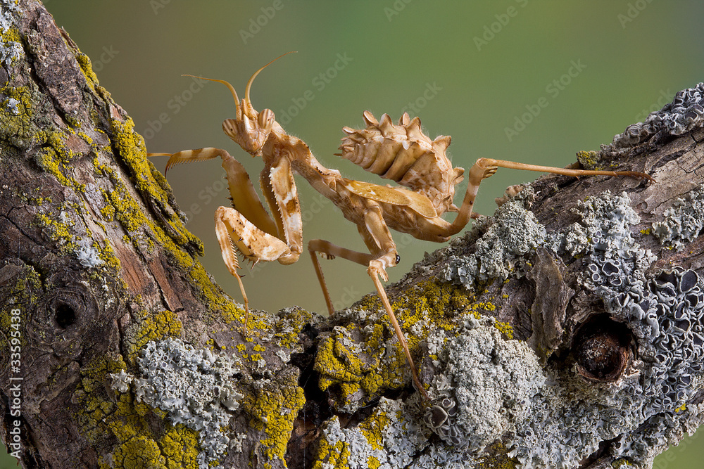 Devil flower mantis on branch Stock Photo | Adobe Stock