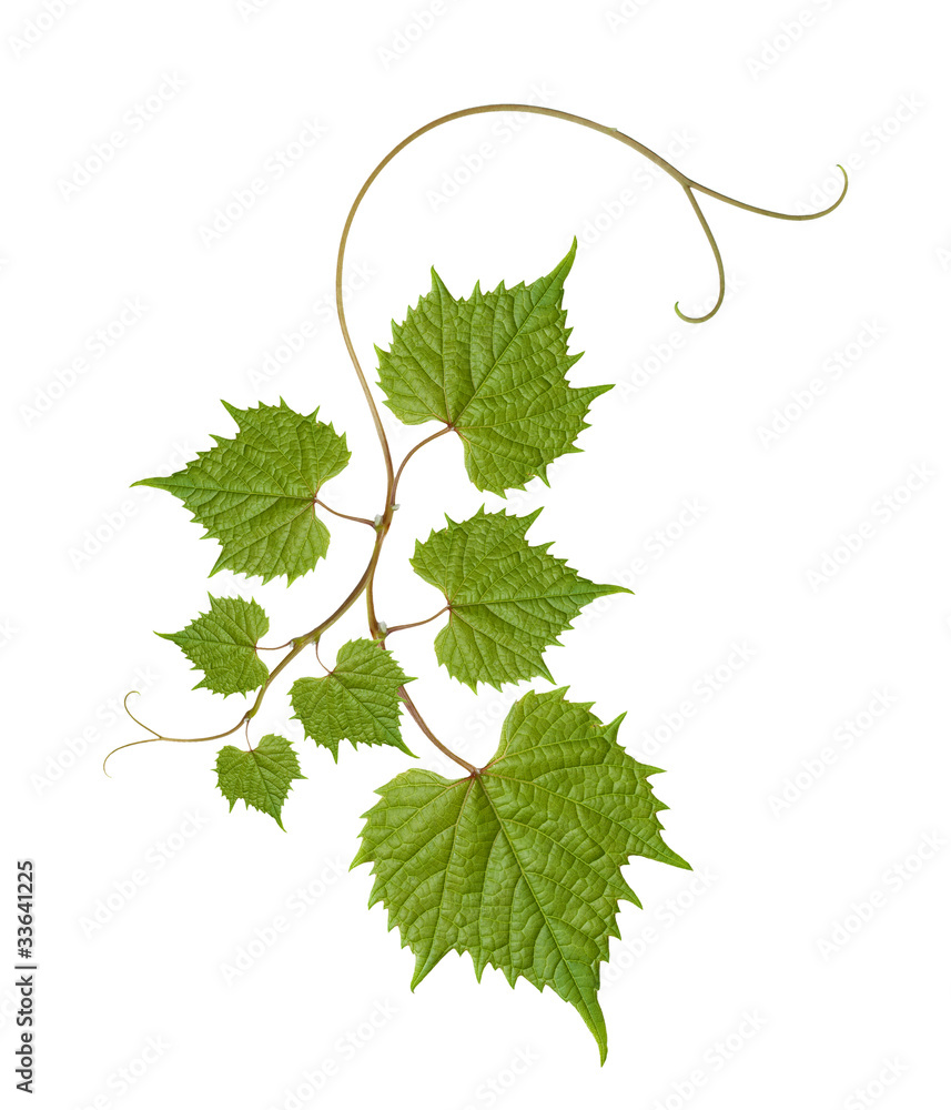 vine leaves Stock Photo | Adobe Stock