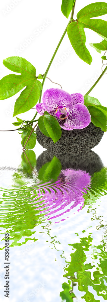 composition, orchidée, galet, liane fruit de la passion Stock Photo ...